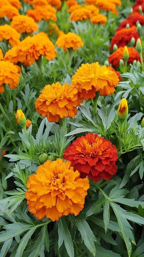 An Engaging View of Marigold Flowers at Different Growth Stages ...
