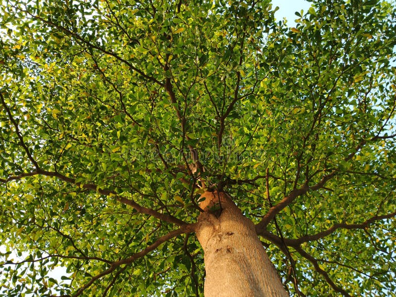 The Image Provides an Upward View into the Canopy of a Tree. the Trunk ...