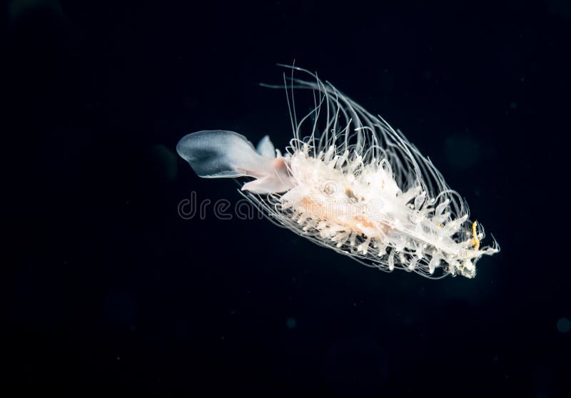 Image of a Pteropod Taken at Night. Stock Image - Image of pteropod ...
