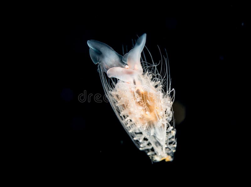 Image of a Pteropod Taken at Night. Stock Image - Image of tentacle ...