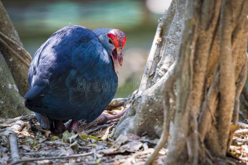 Pukeko Chick Swimming In The River Stock Photo - Image of water, young ...