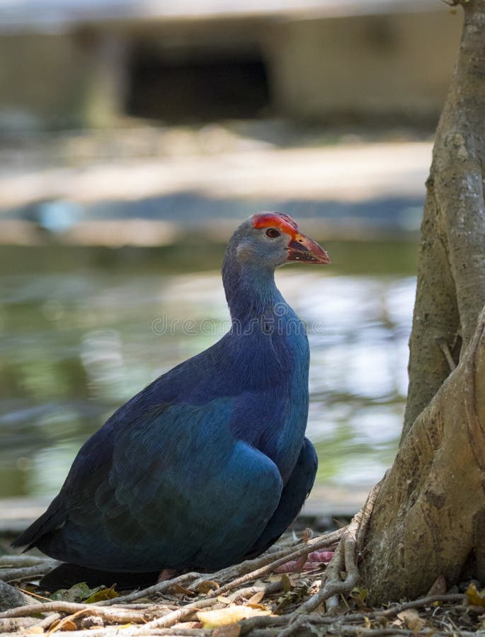 Image of Pukeko Bird on Nature Background. Stock Image - Image of ...
