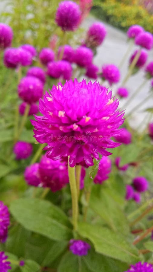 Image of Purple Button Flower Plants. As Wallpaper Stock Image - Image ...