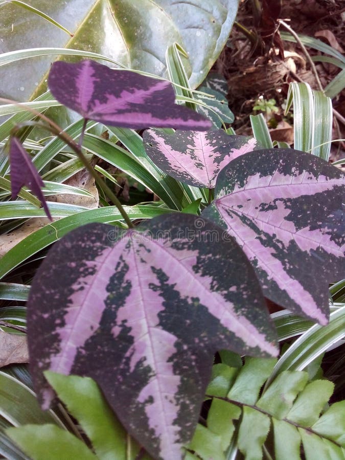 Image of a Purple Colour Fancy Plant Stock Photo - Image of garden ...