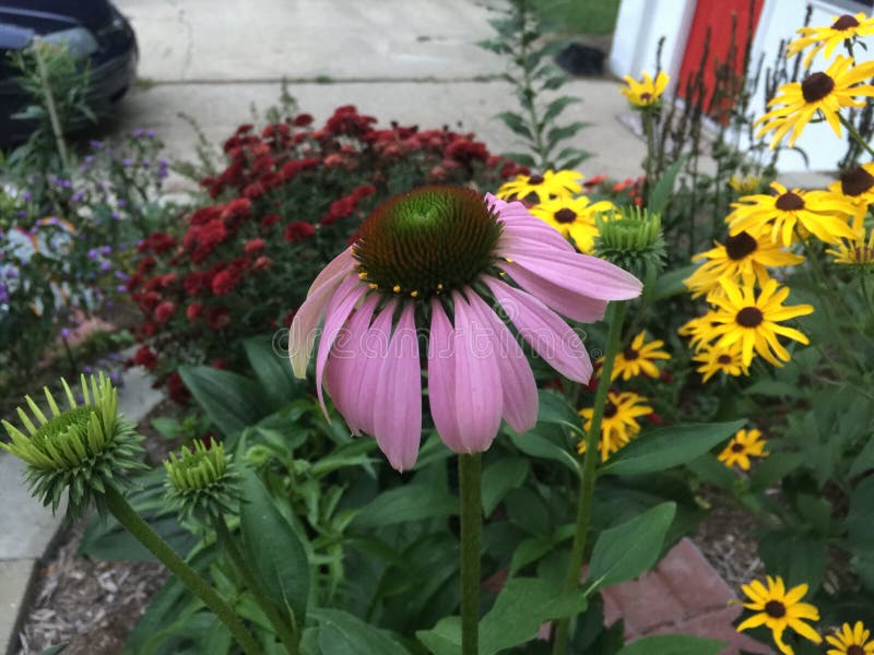 Purple Cone Flower Native Wildflower Garden in a Butterfly Garden Stock ...