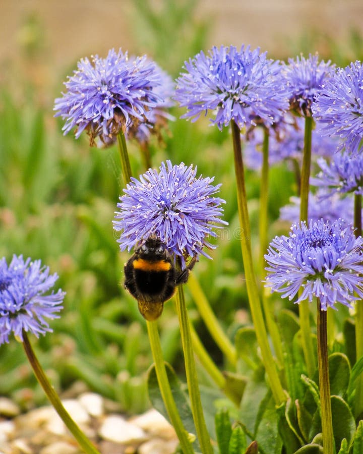 Purple Globe Daisy and bee stock image. Image of botany - 101133883