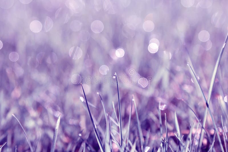 Image with purple tint. stock photo. Image of violet - 110114180