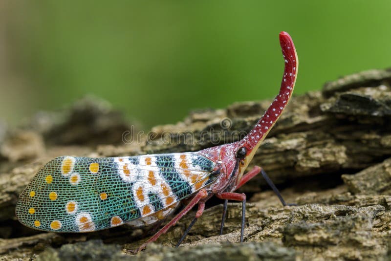 Image of Pyrops Candelaria Pyrops Candelarius. Stock Photo - Image of ...