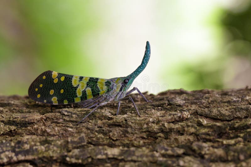 Image of Pyrops Viridirostris Lantern Bug or Lanternfly. Stock Image ...