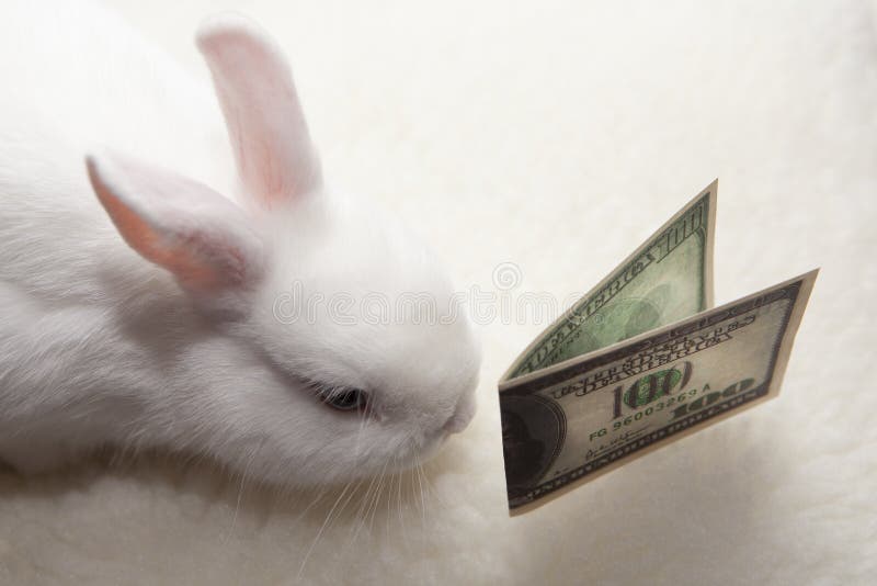 Rabbit with money stock image. Image of fluffy, isolation - 15633155