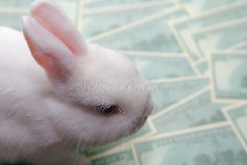 Rabbit with money stock photo. Image of event, cottontail - 17595080