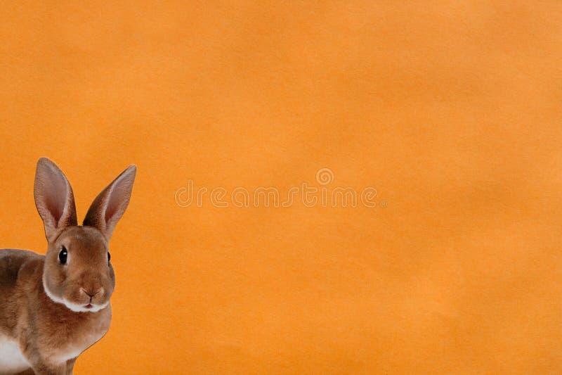 Image of a Rabbit on Orange Background Stock Photo - Image of spring ...
