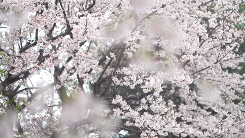 Rain Falling on Cherry Blossoms in Full Bloom Stock Footage - Video of ...