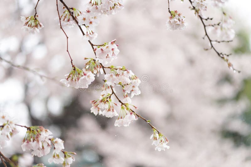 Rain Falling on Cherry Blossoms in Full Bloom Stock Image - Image of ...
