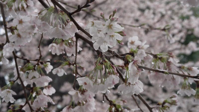 Rain Falling on Cherry Blossoms in Full Bloom Stock Video - Video of ...