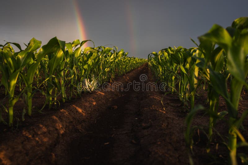 Rainbow Over Corn Field in Spring Stock Image - Image of cultivate ...