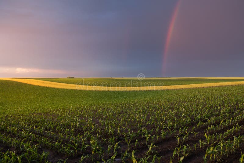 Rainbow Over Corn Field in Spring Stock Photo - Image of farmland, farm ...