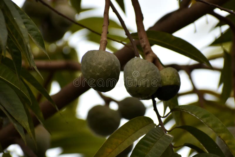 Ramphal Stock Photos - Free & Royalty-Free Stock Photos from Dreamstime