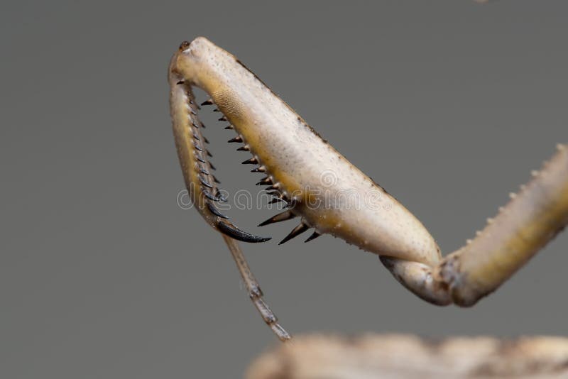 Raptorial Claws of a Mantis Iris Oratoria Stock Photo - Image of legs ...
