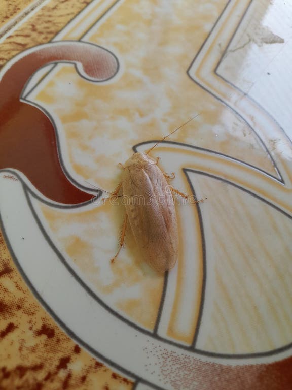 Image of a Rare Albino Cockroach or White Cockroach Stock Image - Image ...