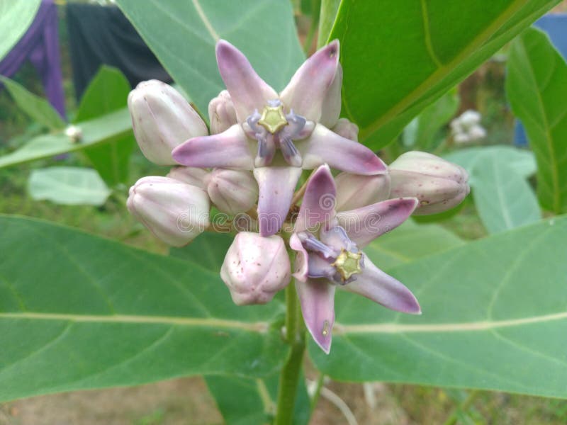 Crown flowers stock photo. Image of tree, asia, herb - 133455810