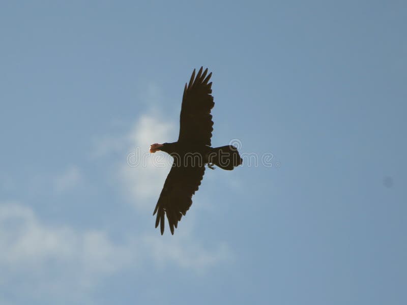 A common raven in flight stock photo. Image of naturephotography ...