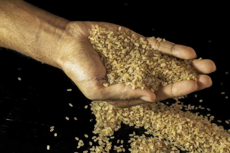 Image of raw rice in hand stock photo. Image of nutrition - 204793676