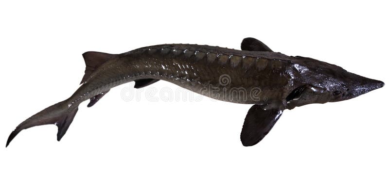 Image of Raw Sturgeon Isolated on White Background Stock Image - Image ...