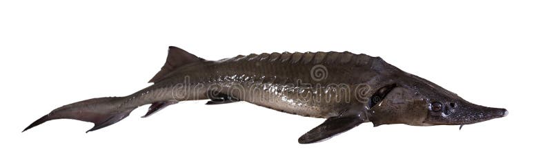 Sturgeon isolated stock image. Image of dainty, meat - 28952625