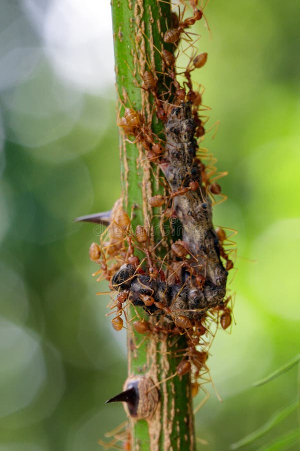 Image of Red Ants Eat Worms on Tree. Insect. Animal Stock Image - Image ...