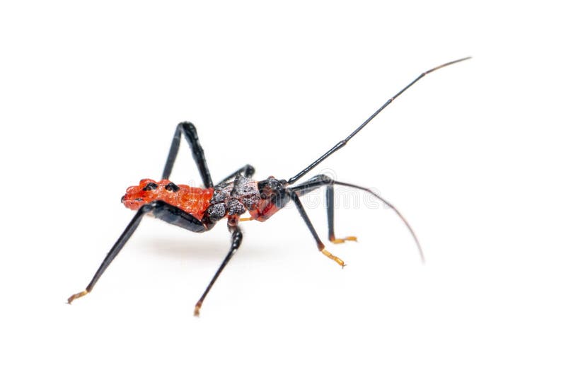 Image of Red Assassin Bug Isolated on White Background. Animal Stock ...