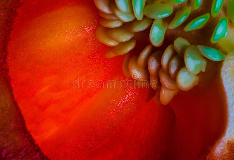Image of Red Bell Pepper on a Light Background. Macro Photography Stock ...