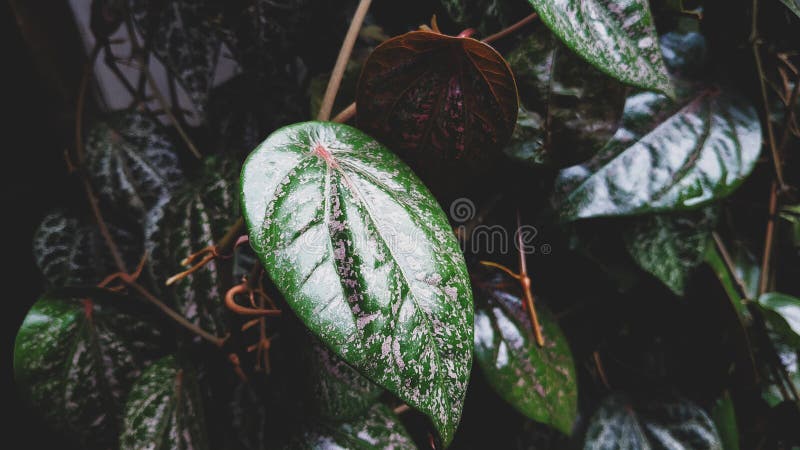 An Image of Red Betel Leaves Stock Image - Image of shrub, produce ... An Image of Red Betel Leaves Stock Image - Image of shrub, produce ...