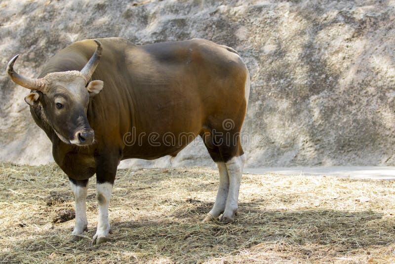 Image of a Red Bull Male on Nature Background. Stock Photo - Image of ...