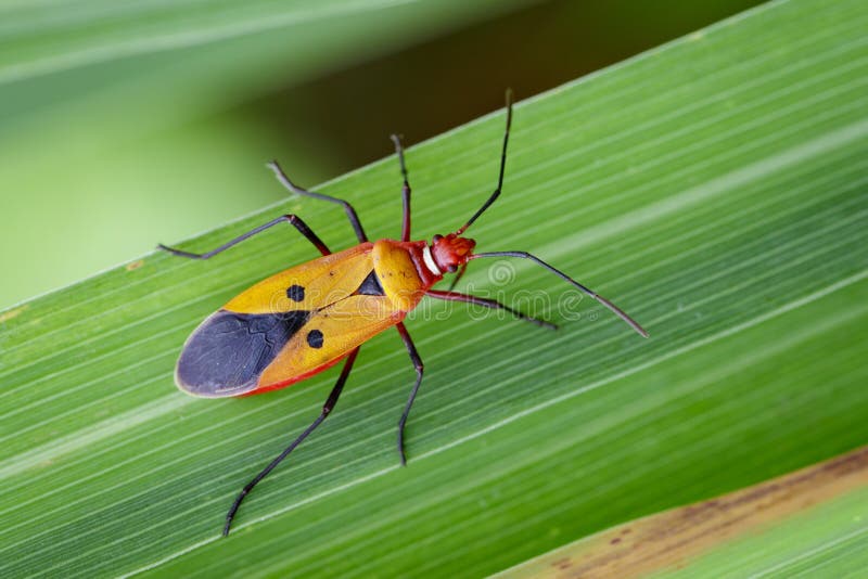 Red Cotton Bug (Dysdercus Cingulatus) Stock Image - Image of insect ...