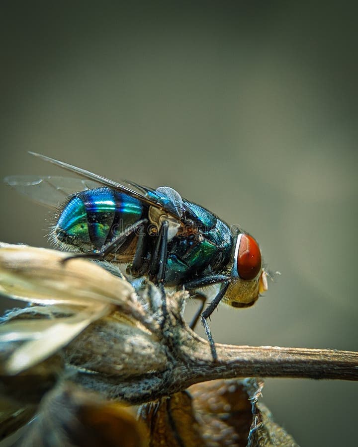 Image of a Red-eyed Fly Landing Stock Image - Image of arthropod ...