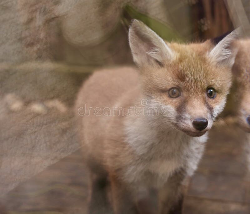 Red fox cub close up stock photo. Image of england, vulpesvulpes ...