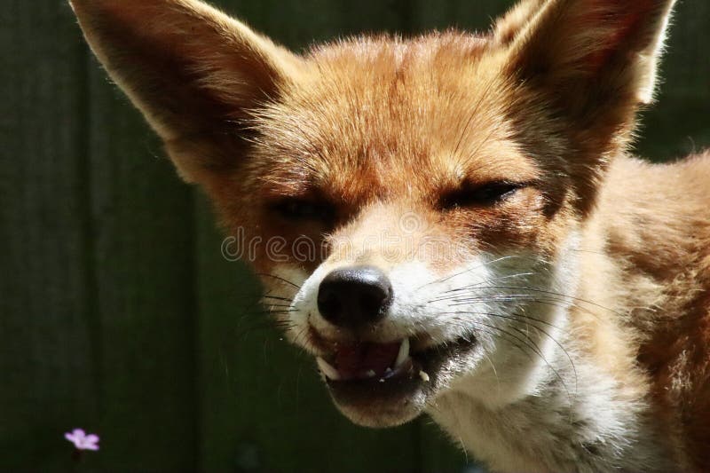Red Fox Looking into Camera Stock Image - Image of wildlife, staring ...
