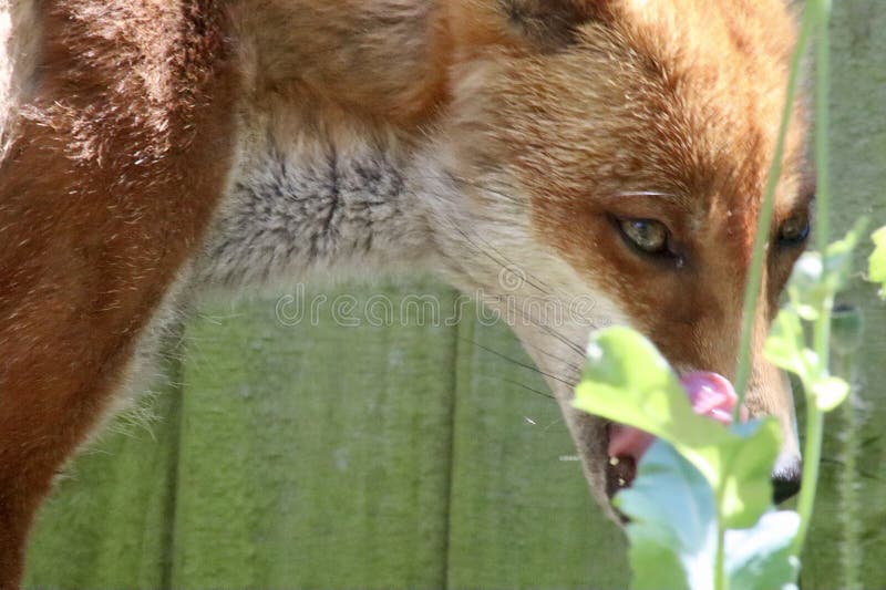 Ref fox view of face stock photo. Image of animals, vulpes - 283974798