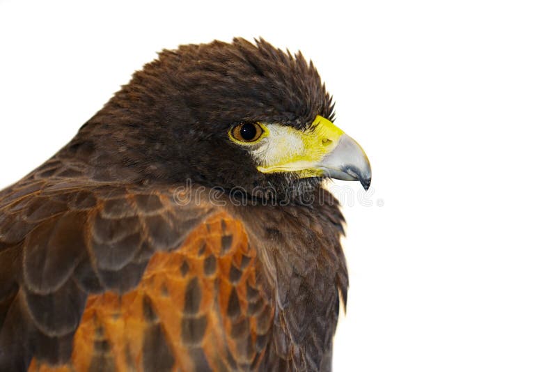 542 Red Tailed Hawk White Background Stock Photos - Free & Royalty-Free ...