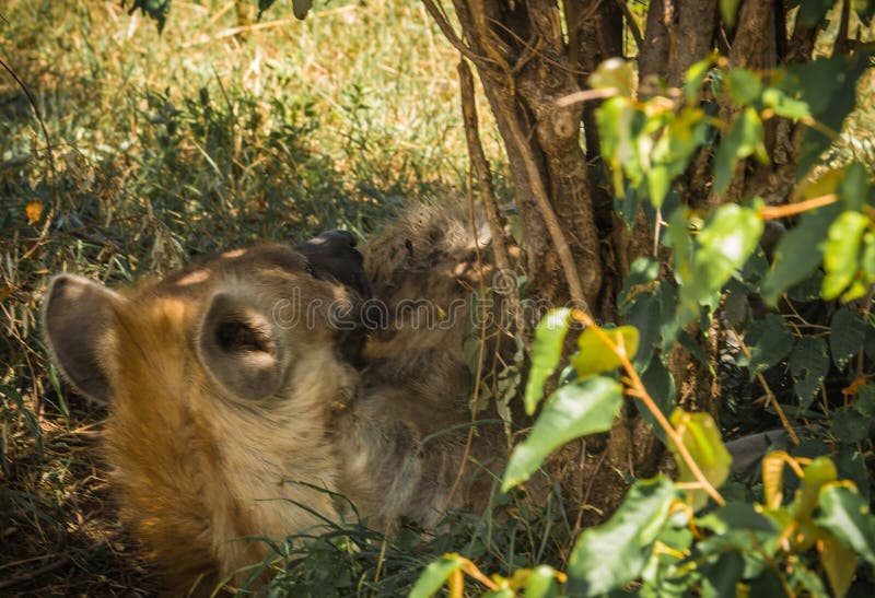 Red Hyena in Masai Mara in Kenya Stock Image - Image of portrait ...