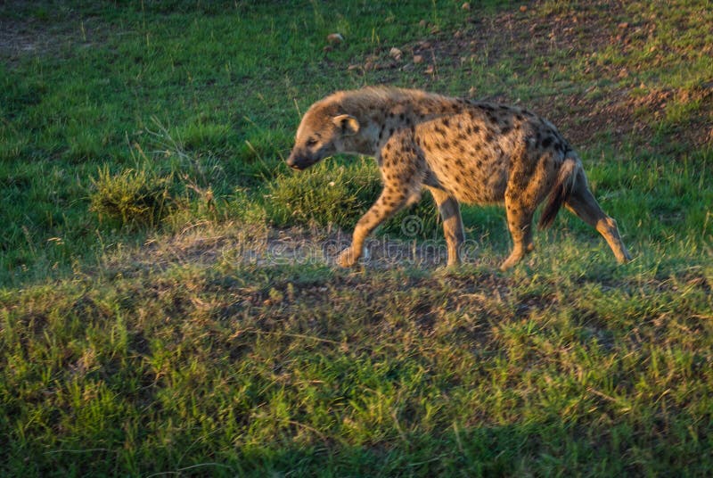 Red Hyena in Masai Mara in Kenya Stock Image - Image of portrait ...