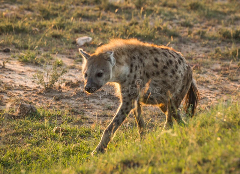 Red Hyena in Masai Mara in Kenya Stock Image - Image of portrait ...