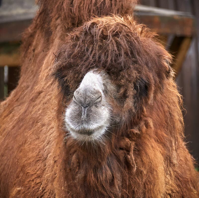 Red Muzzle of a Large Camel Stock Photo - Image of livestock, eyes ...