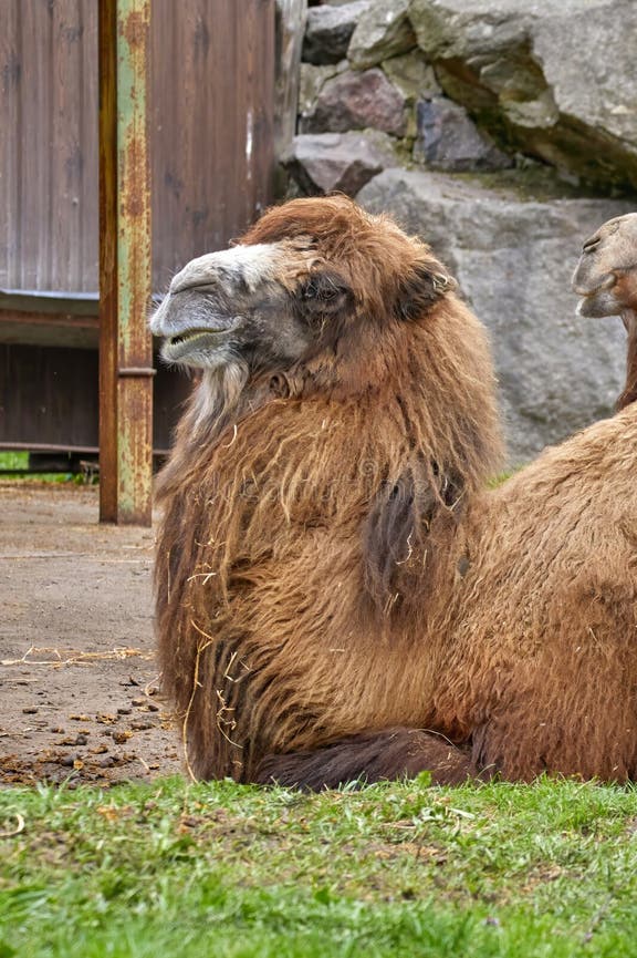 A Red Muzzle of a Large Camel Stock Image - Image of cute, yellow ...