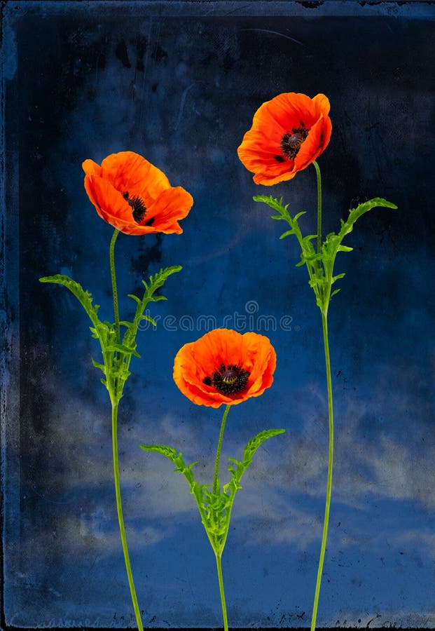Wonderful Red Poppies on Blue Background Stock Image - Image of ...