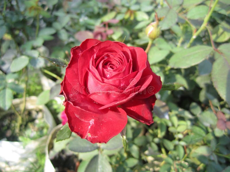Very Beautiful Eye Catching Red Rose . Stock Image - Image of happynes ...