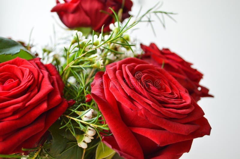 The image of Red rose stock photo. Image of express, propose - 95247052