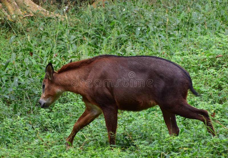 This is an Image of Red Serow or Capricornis Rubidus Stock Image ...