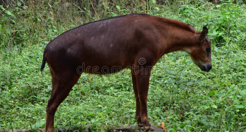 This is an Image of Red Serow or Capricornis Rubidus Stock Image ...
